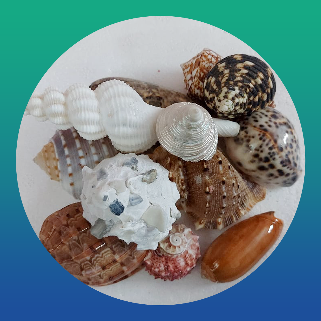 Seashells – FreshKatch